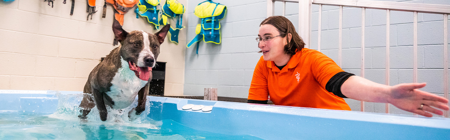 Home | College of Veterinary Medicine