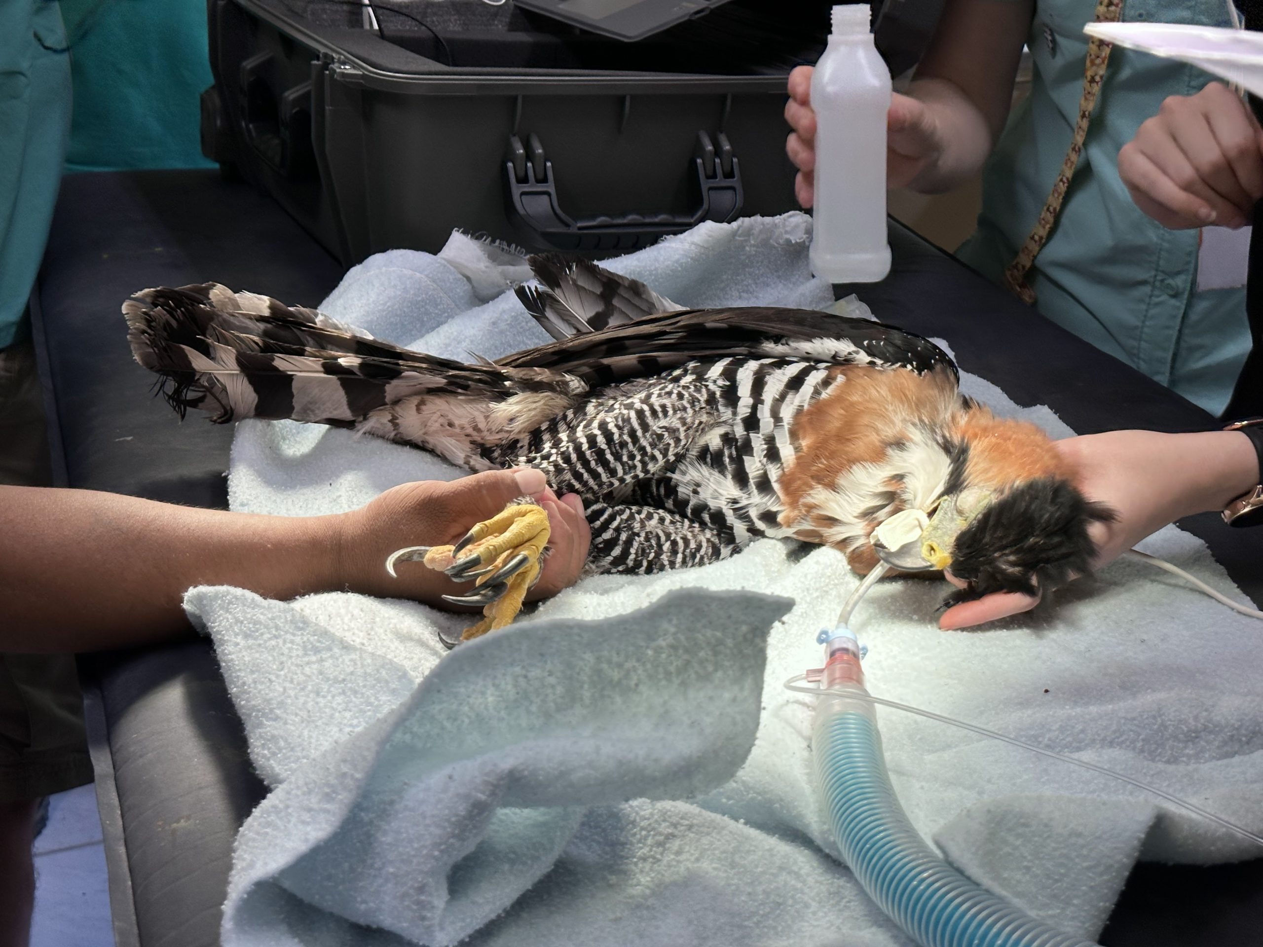 Zoo Medicine at the Belize Zoo | College of Veterinary Medicine