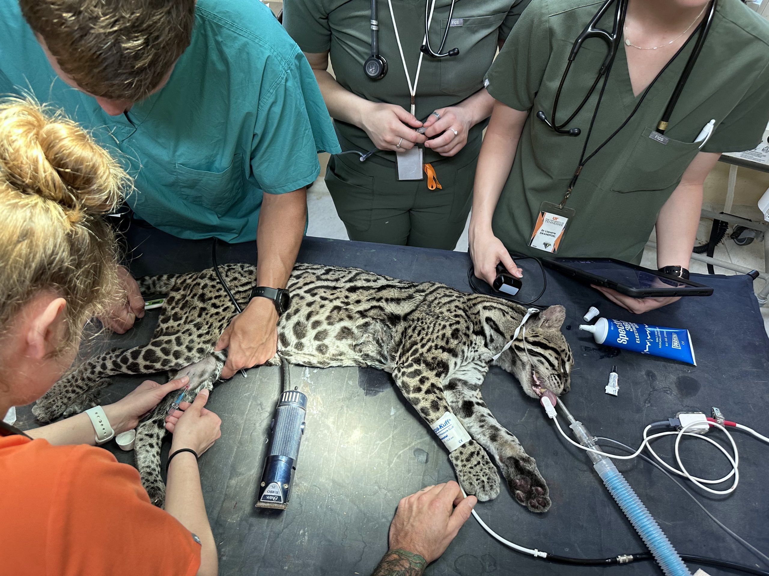 Zoo Medicine at the Belize Zoo | College of Veterinary Medicine