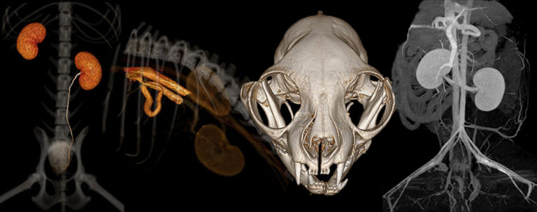 Computed Tomography (CT) | College of Veterinary Medicine