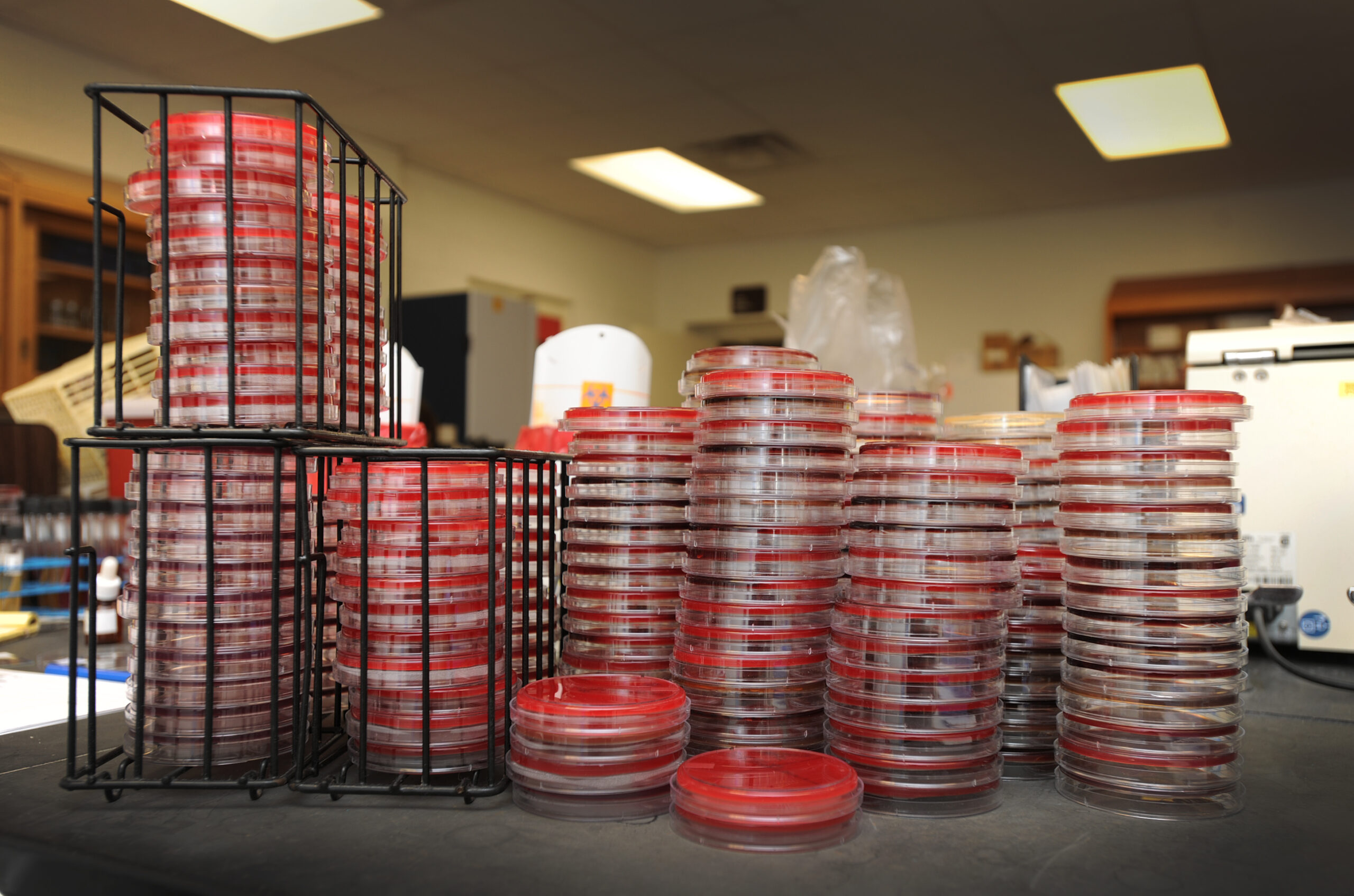 Bacteriology & Mycology | College of Veterinary Medicine