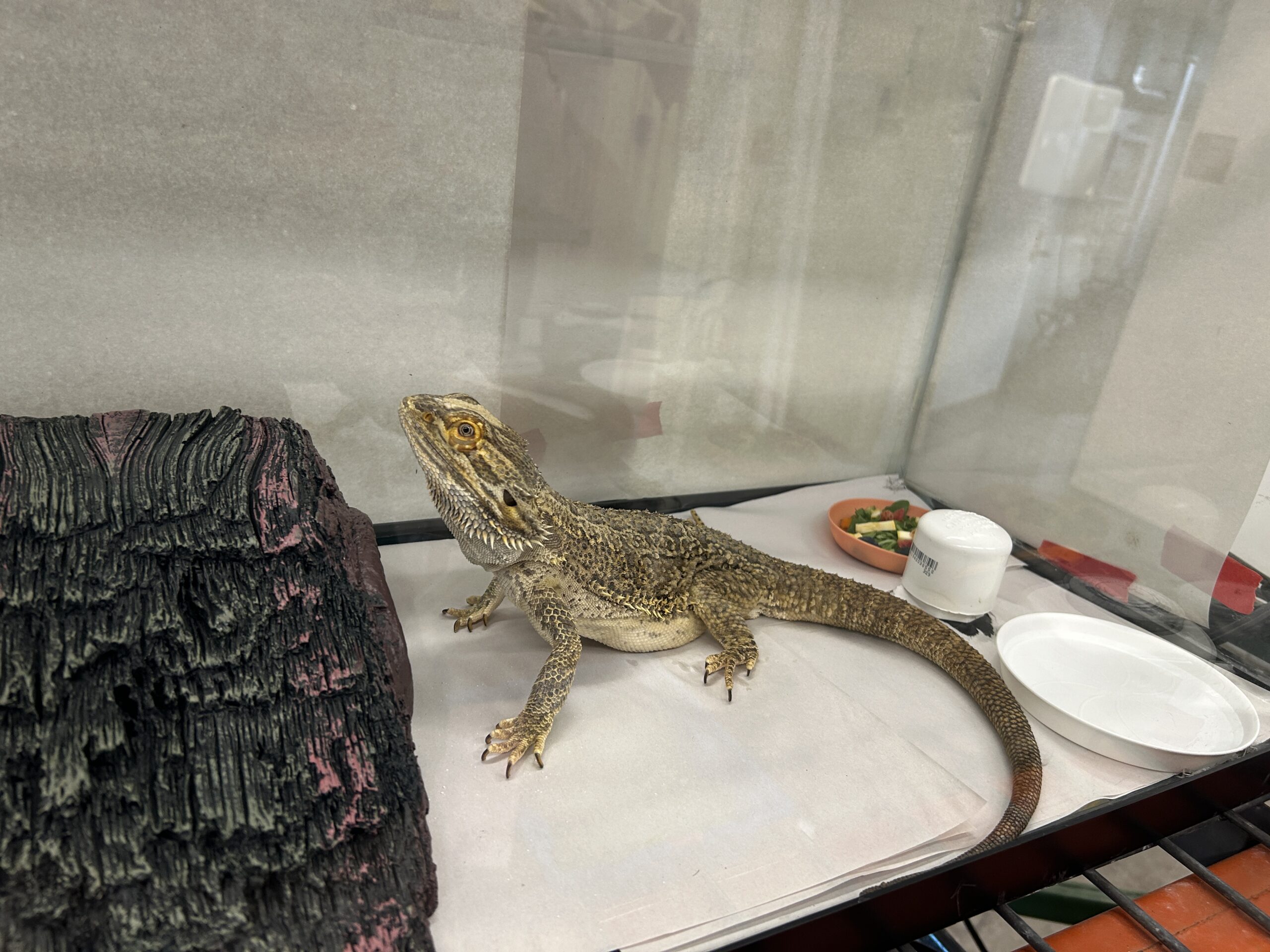 The Healthy Trade Institute and University of Tennessee Partner to Launch Nationwide Herp ...