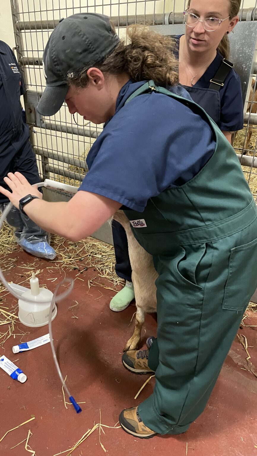 LACS Veterinary Technician Internship | College of Veterinary Medicine