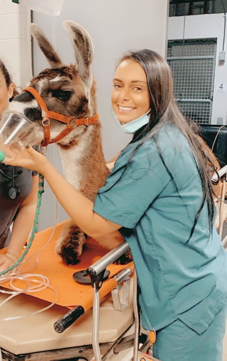 LACS Veterinary Technician Internship | College of Veterinary Medicine