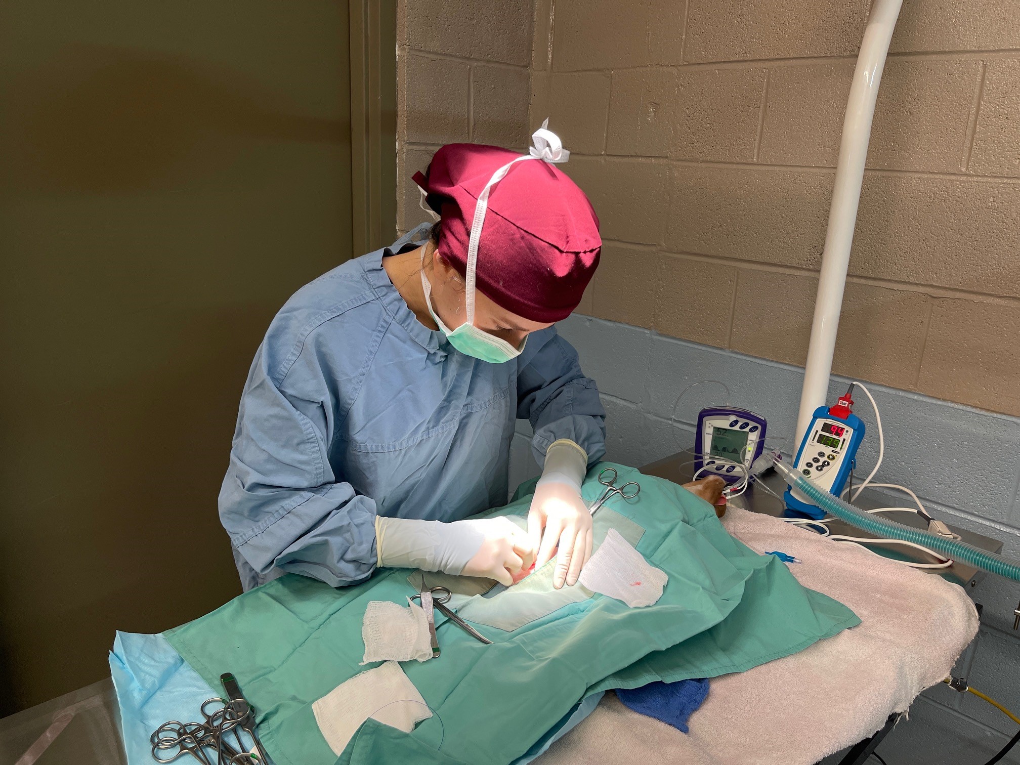 Shelter Medicine at Work | College of Veterinary Medicine