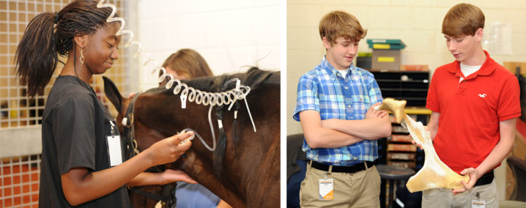 Veterinary Summer Experience | College of Veterinary Medicine