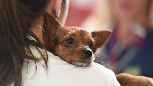 Research Programs | College of Veterinary Medicine