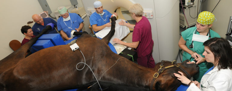 Equine Emergency Medicine | College of Veterinary Medicine