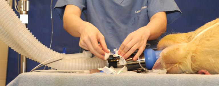 Farm Animal Anesthesiology | College of Veterinary Medicine