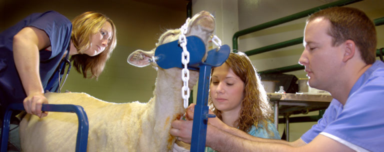 Farm Animal Medicine & Surgery | College of Veterinary Medicine