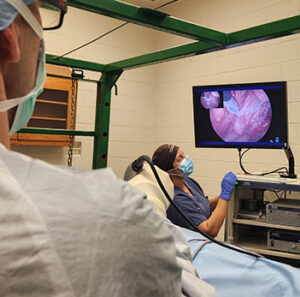 Farm Animal Medicine & Surgery | College of Veterinary Medicine